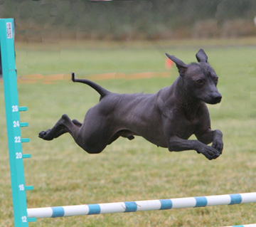 Two of the many amazing Xolos in the agility ring – BesitoXolo Kennel